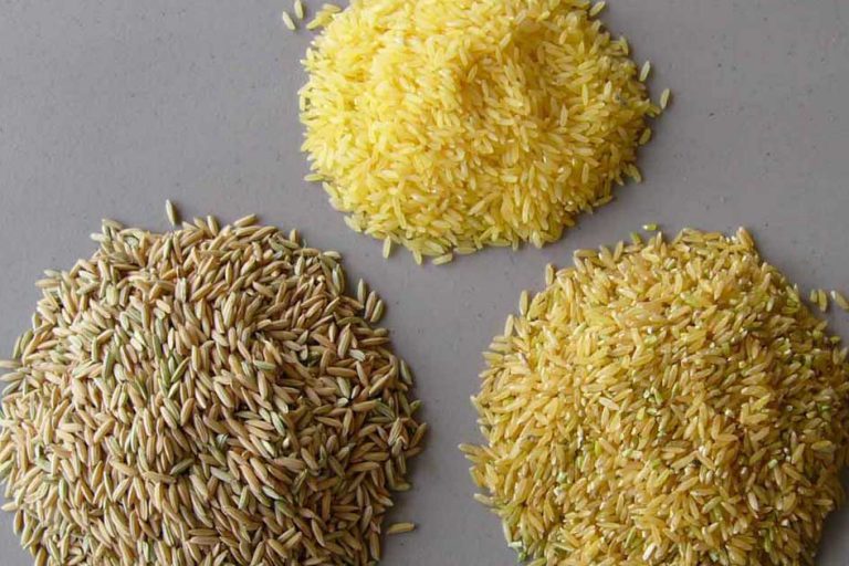 Different types of Rice In India | Nextech Solutions