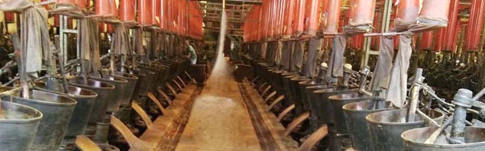 Mustard Seeds Milling | Grain Processing Consultant | Nextech Solutions